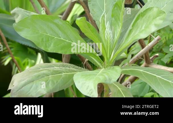 Heliotropium foertherianum (Tournefortia argentea) is species of ...