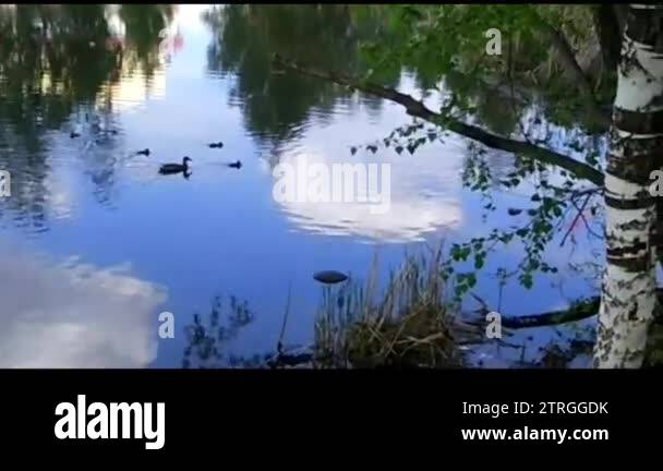 Mama duck teaches you how to swim ducklings. A quiet pond with mirror ... Mama duck teaches you how to swim ducklings. A quiet pond with mirror ...