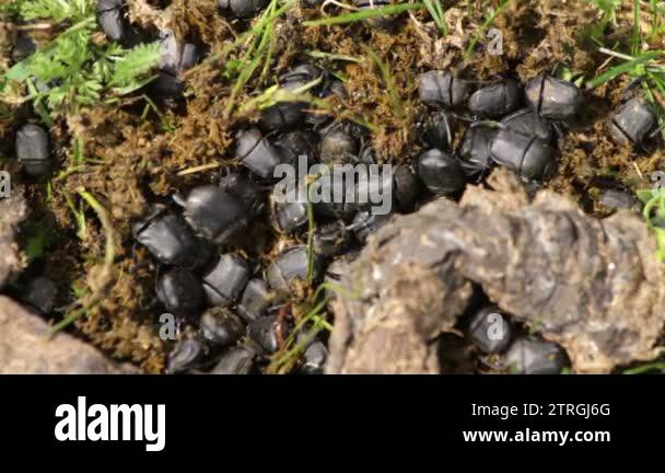 Earth boring dung beetle geotrupes Stock Videos & Footage - HD and 4K ...