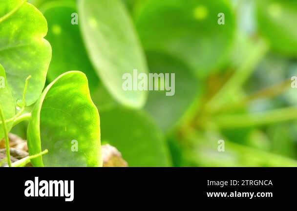 Pancake plant pilea peperomioides Stock Videos & Footage - HD and 4K ...