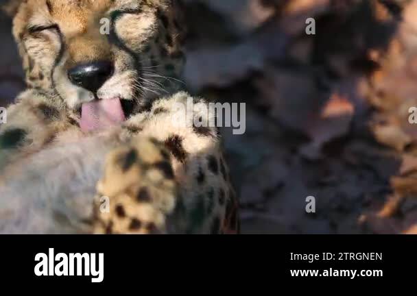 Cheetah licking its face Stock Videos & Footage - HD and 4K Video Clips ...