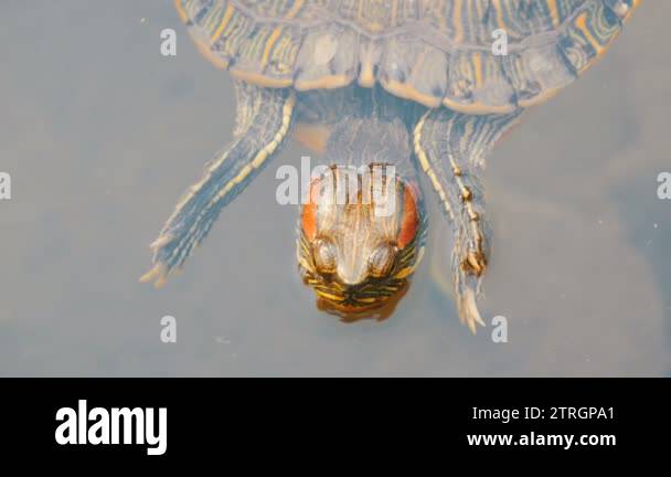 Red wing pond Stock Videos & Footage - HD and 4K Video Clips - Alamy