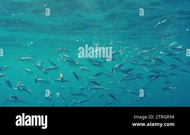 Rampage of the underwater life. Stealth fish eat plankton in the suns ...