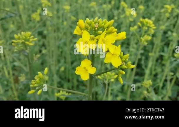 Raps Stock Videos & Footage - HD and 4K Video Clips - Alamy