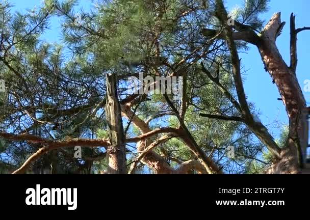 Mating season at bushy park Stock Videos & Footage - HD and 4K Video ...