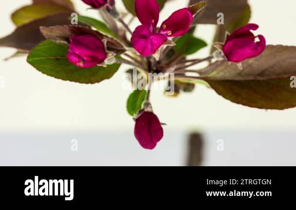 Purple prince crabapple tree Stock Videos & Footage - HD and 4K Video ...