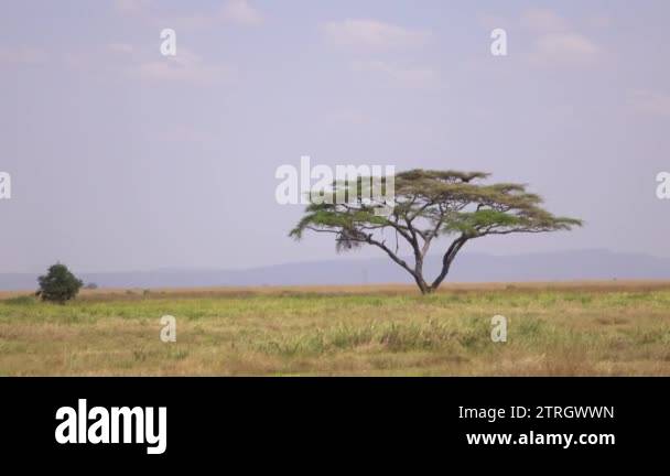 Field scenery solitaire tree Stock Videos & Footage - HD and 4K Video ...