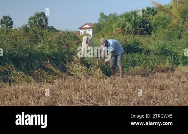 old farmer harvesting rice crops using a sickle Stock Video Footage - Alamy