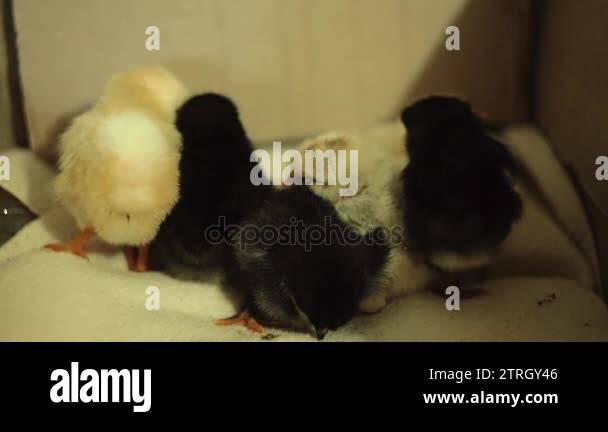 Recently hatched, still wet, unconscious, yellow newborn chicks in an ...