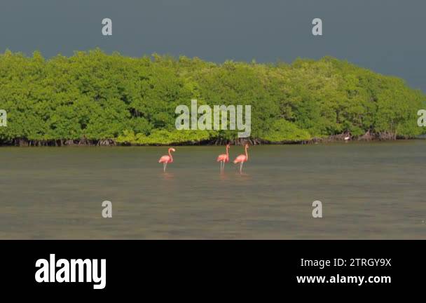 Mangrove swamp estuary Stock Videos & Footage - HD and 4K Video Clips ...