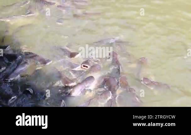 Freshwater fish farm Stock Videos & Footage - HD and 4K Video Clips - Alamy
