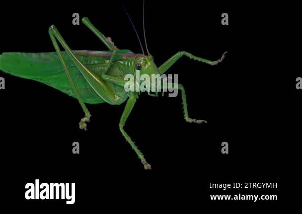 Green Locust Isolated on Black Background - Green Grasshopper Migratory ...