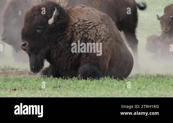 Close up bison badlands Stock Videos & Footage - HD and 4K Video Clips ...