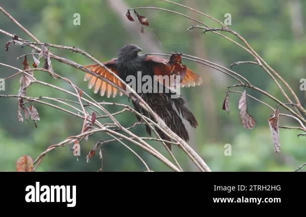 Philippine Coucal (Centropus viridis) in Mindanao,Philippines Stock ...