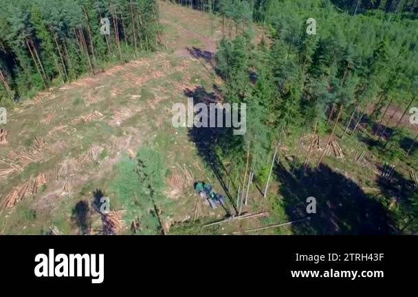 Forest cutting. Shooting with the drone. Timber harvester. Forest ...