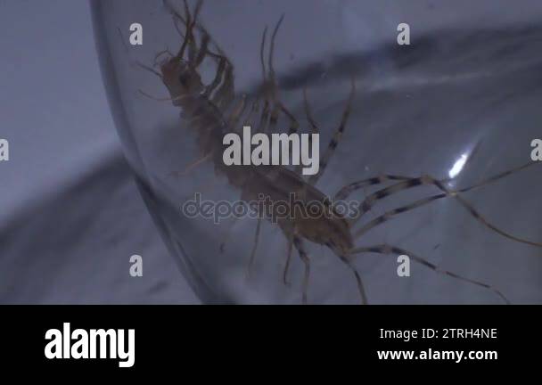 Venomous millipede with ugly clawlike legs, scary insect crawling in ...