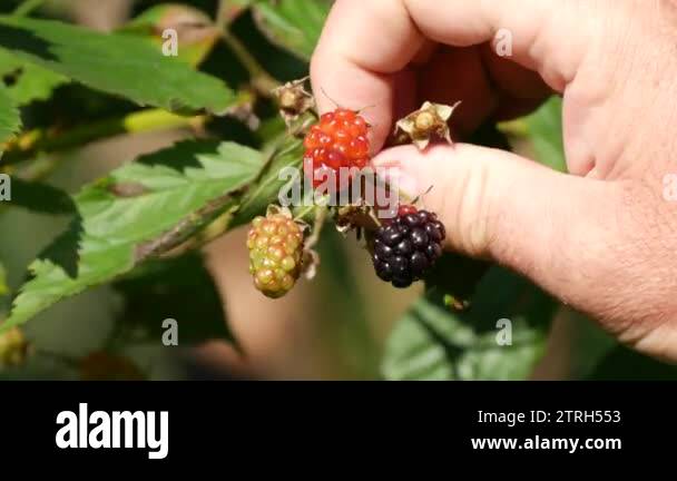 Study of fruits Stock Videos & Footage - HD and 4K Video Clips - Alamy