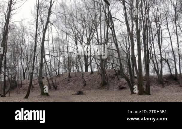 Blank forest Stock Videos & Footage - HD and 4K Video Clips - Alamy