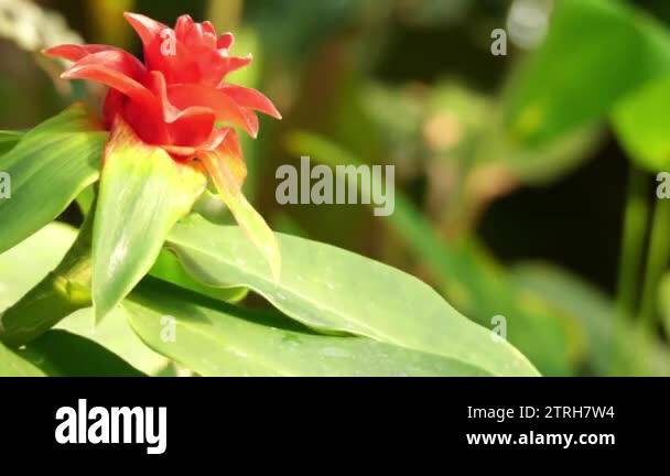 Red stem thalia Stock Videos & Footage - HD and 4K Video Clips - Alamy