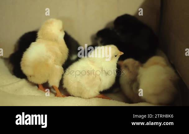 Recently hatched, still wet, unconscious, yellow newborn chicks in an ...