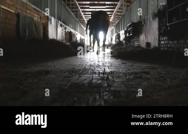 Young jockey is walking with a horse out of a stable. Man leading horse ...