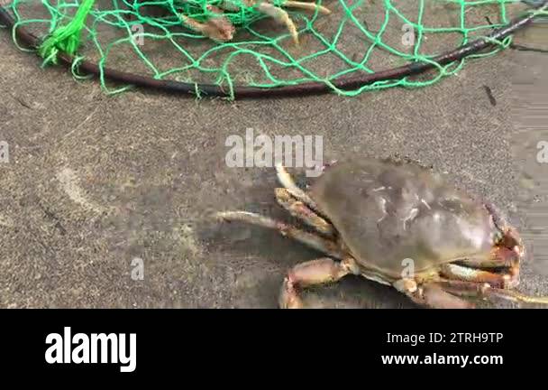 Alaska crab pot Stock Videos & Footage - HD and 4K Video Clips - Alamy