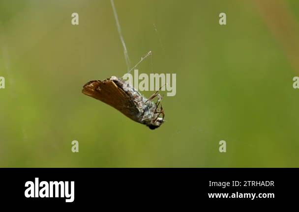 Butterfly with spiders Stock Videos & Footage - HD and 4K Video Clips ...