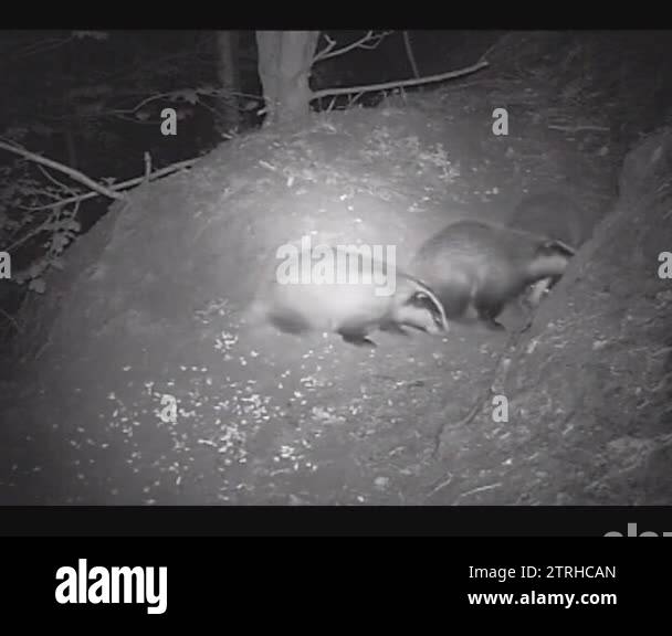 Badger meles cubs Stock Videos & Footage - HD and 4K Video Clips - Alamy