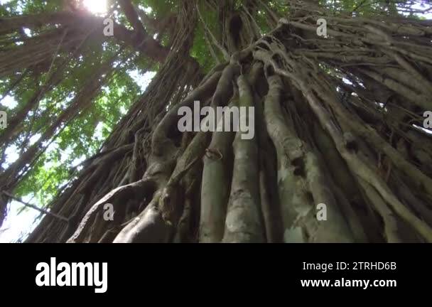 LOW ANGLE, CLOSE UP, LENS FLARE: Woody liana plants hanging from huge ...