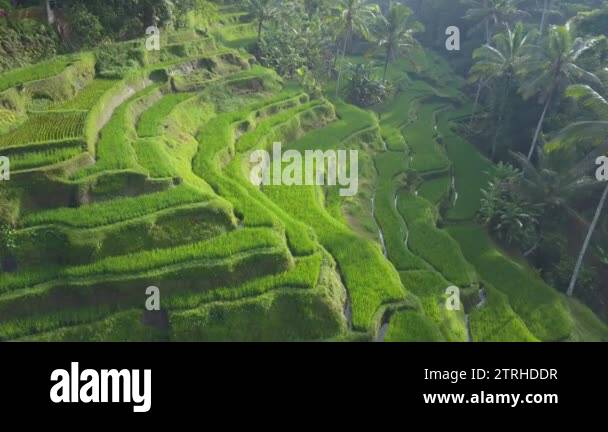 AERIAL: Flying above beautiful undulating terraced rice paddy fields ...