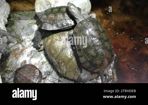 Turtle anatomy Stock Videos & Footage - HD and 4K Video Clips - Alamy