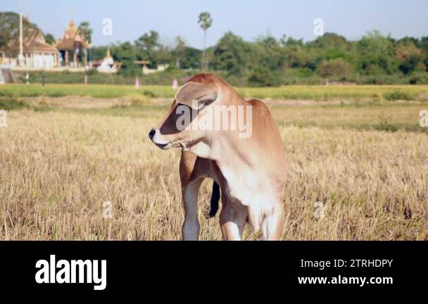 extreme close-up on a brown cow-calf standing up in a dry paddy field ...