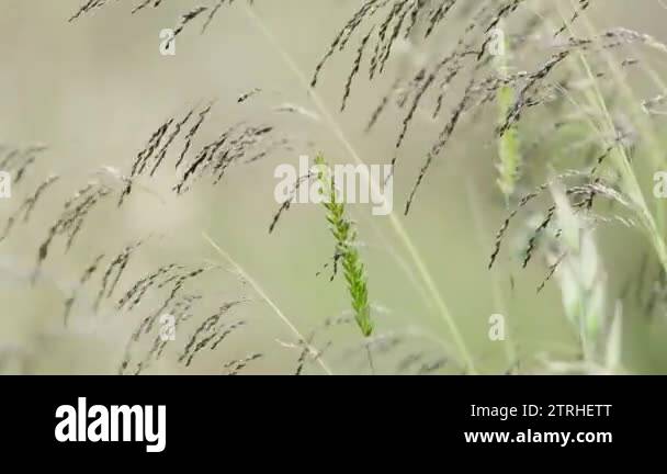 Grasses in wind delicate Stock Videos & Footage - HD and 4K Video Clips ...