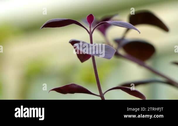 Aerva sanguinolenta (sanguinea). Aerva is genus of plant in family ...