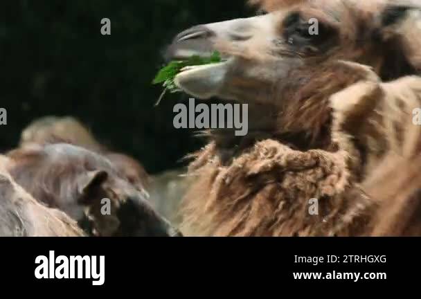 Lifting grass Stock Videos & Footage - HD and 4K Video Clips - Alamy