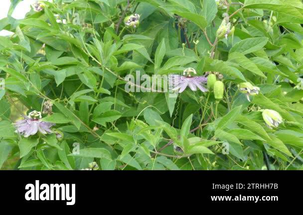 Passiflora incarnata, commonly known as maypop, purple passionflower ...