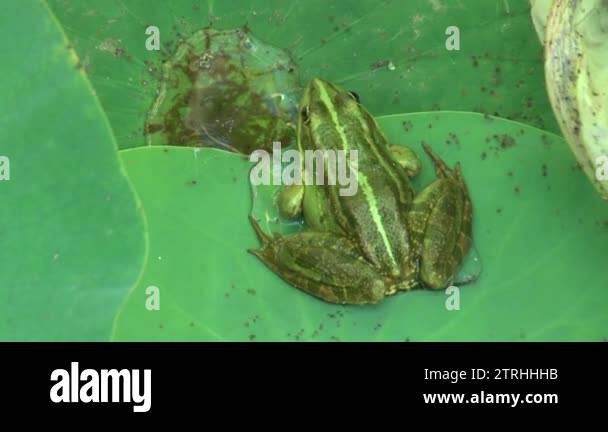 Frogling Stock Videos & Footage - HD and 4K Video Clips - Alamy