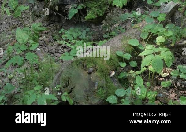 Covered by tree roots Stock Videos & Footage - HD and 4K Video Clips ...