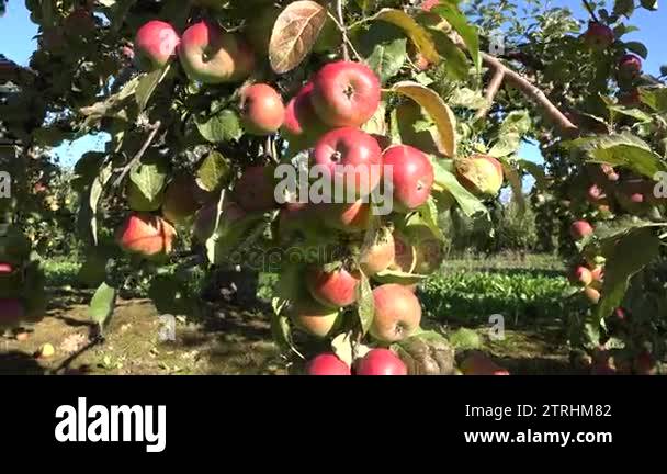 Juicy fresh apple fruit hang Stock Videos & Footage - HD and 4K Video ...