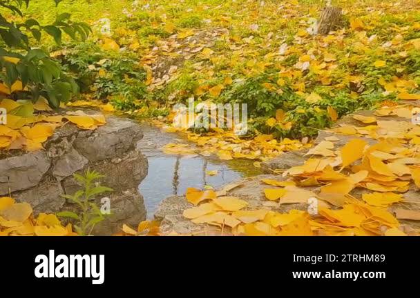 Pond yellow leaves on Stock Videos & Footage - HD and 4K Video Clips ...