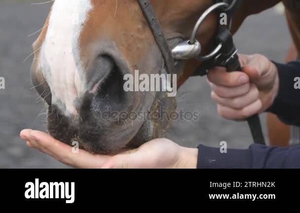 Stallion care Stock Videos & Footage - HD and 4K Video Clips - Alamy