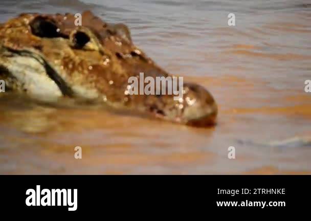 Jacaré Stock Videos & Footage - HD and 4K Video Clips - Alamy