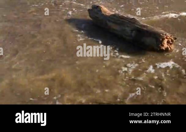 Drift peace of old wood in foam of sea waves on sand beach during day ...