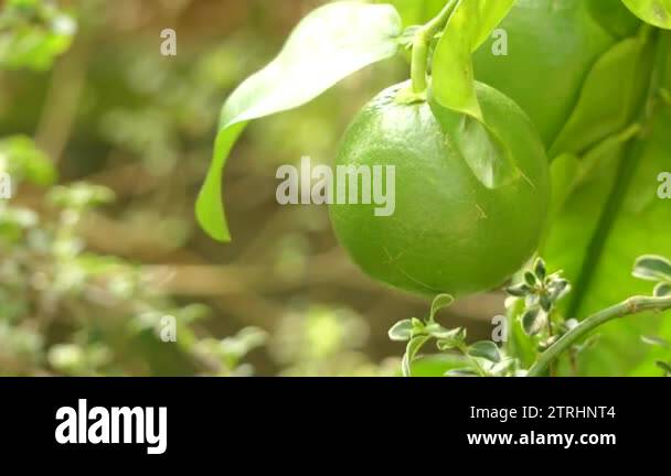 Grapefruit (Citrus paradisi) is subtropical citrus tree. Grapefruit is ...