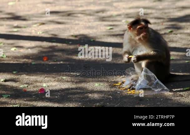 Monkey eating food from plastic Stock Videos & Footage - HD and 4K ...