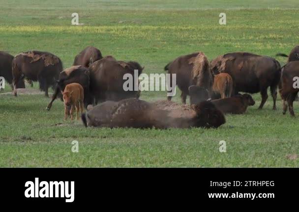 Bison buffalo wild horses Stock Videos & Footage - HD and 4K Video ...