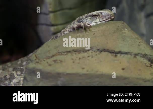 Reptile in vivarium Stock Videos & Footage - HD and 4K Video Clips - Alamy