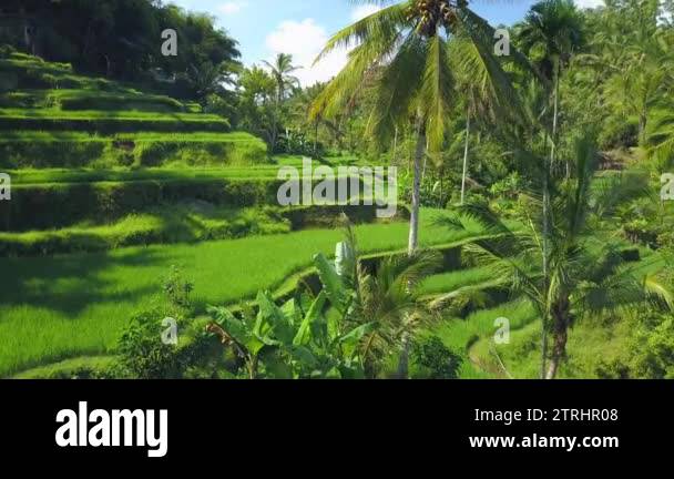 AERIAL CLOSE UP Flying close above undulating verdant rice terraces and ...