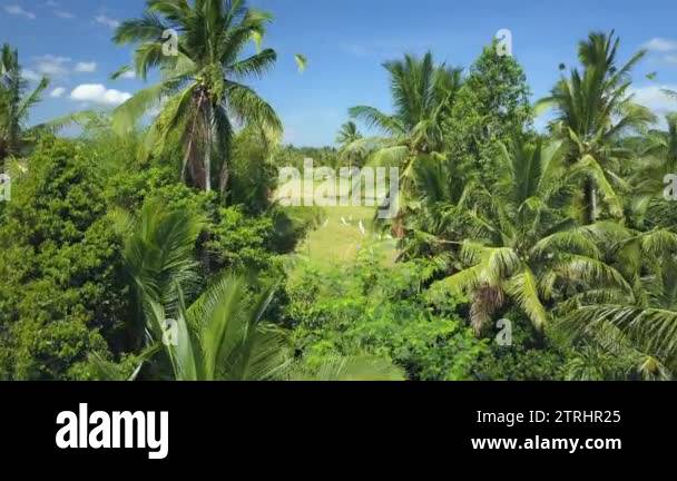 AERIAL OPENING SHOT: Flying over Coconut palm trees revealing scenic ...