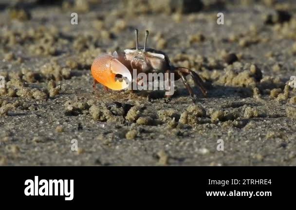 Male fiddler crab Stock Videos & Footage - HD and 4K Video Clips - Alamy